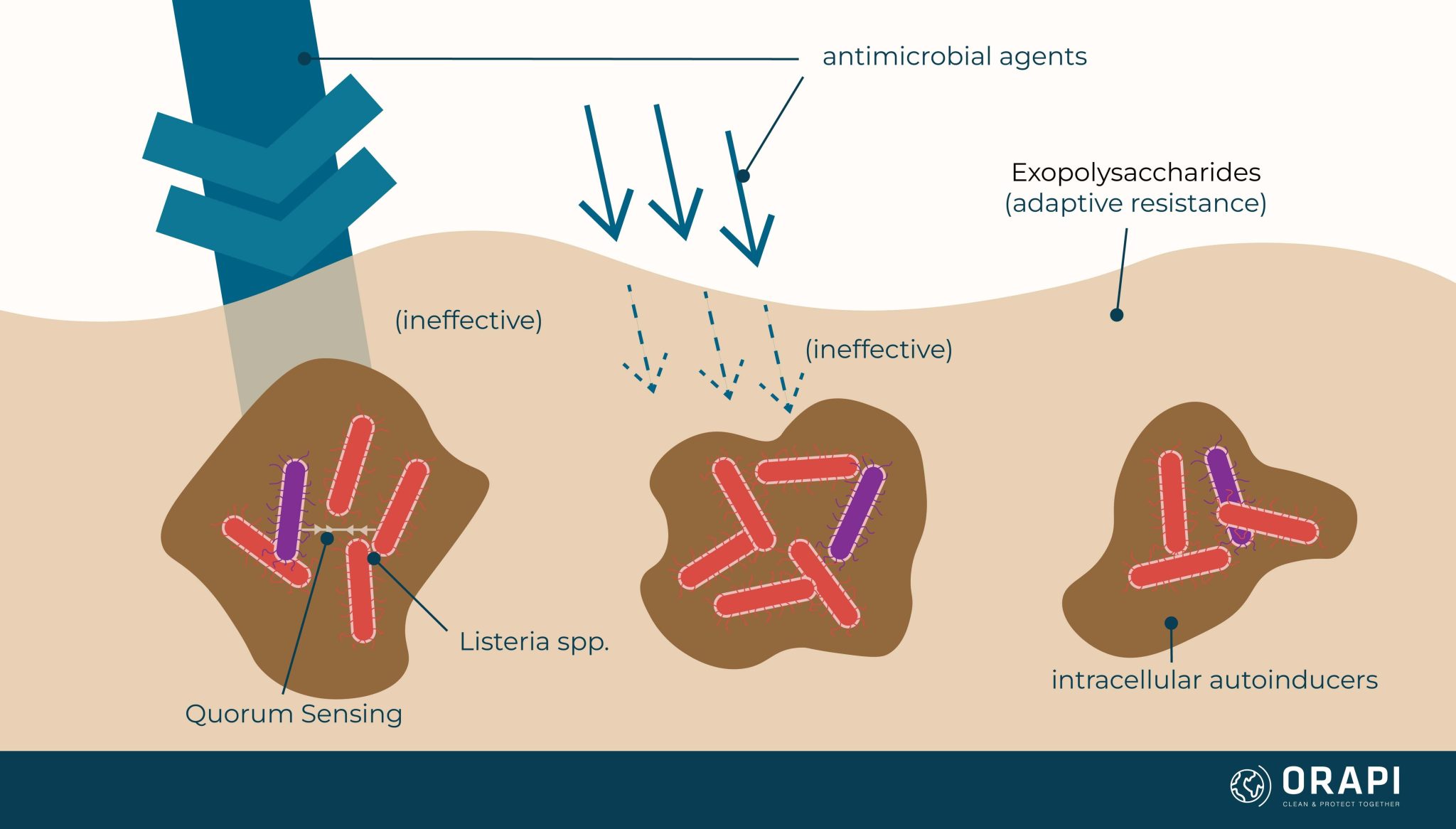 Food Processing and Manufacturing: The Risks of Biofilm Contamination ...