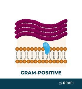 Gram Positive vs Gram Negative Bacteria | ORAPI Asia