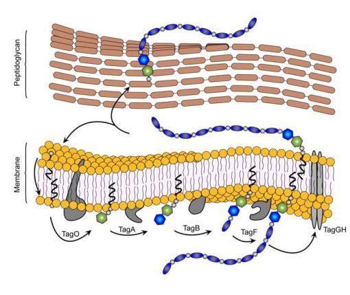 Gram Positive vs Gram Negative Bacteria | ORAPI Asia