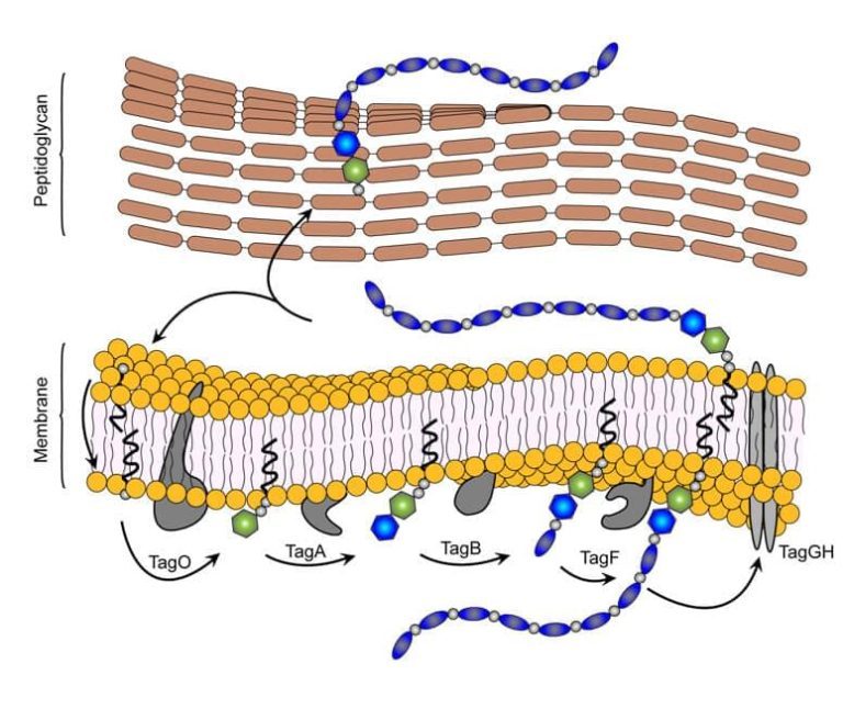 Gram Positive vs Gram Negative Bacteria | ORAPI Asia
