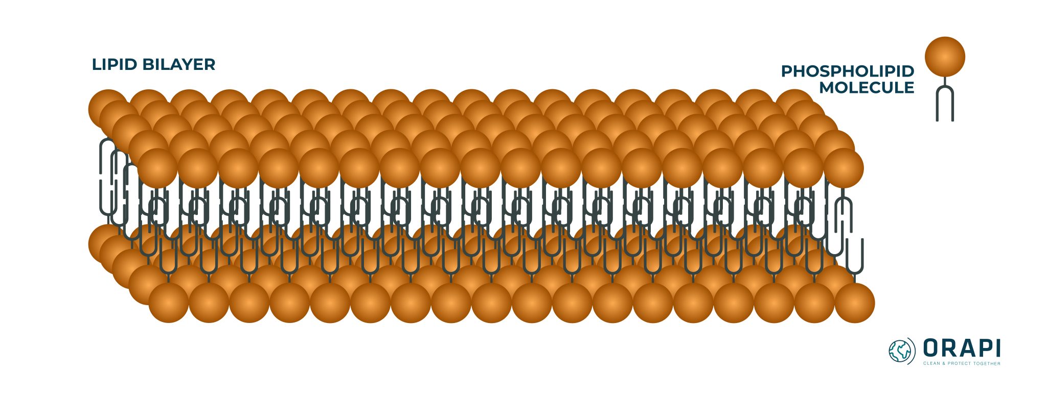 Gram Positive vs Gram Negative Bacteria | ORAPI Asia