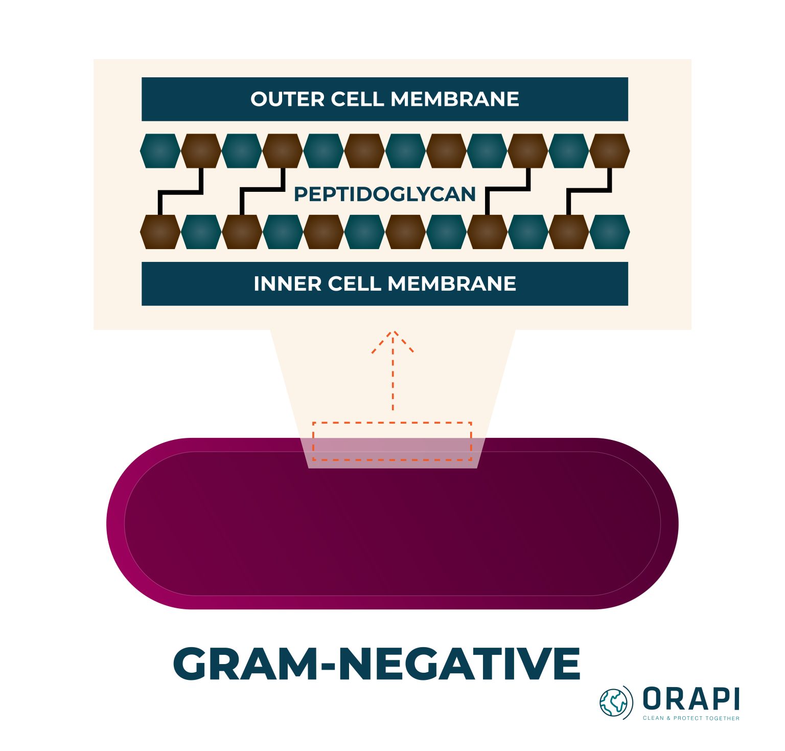 Gram Positive vs Gram Negative Bacteria | ORAPI Asia