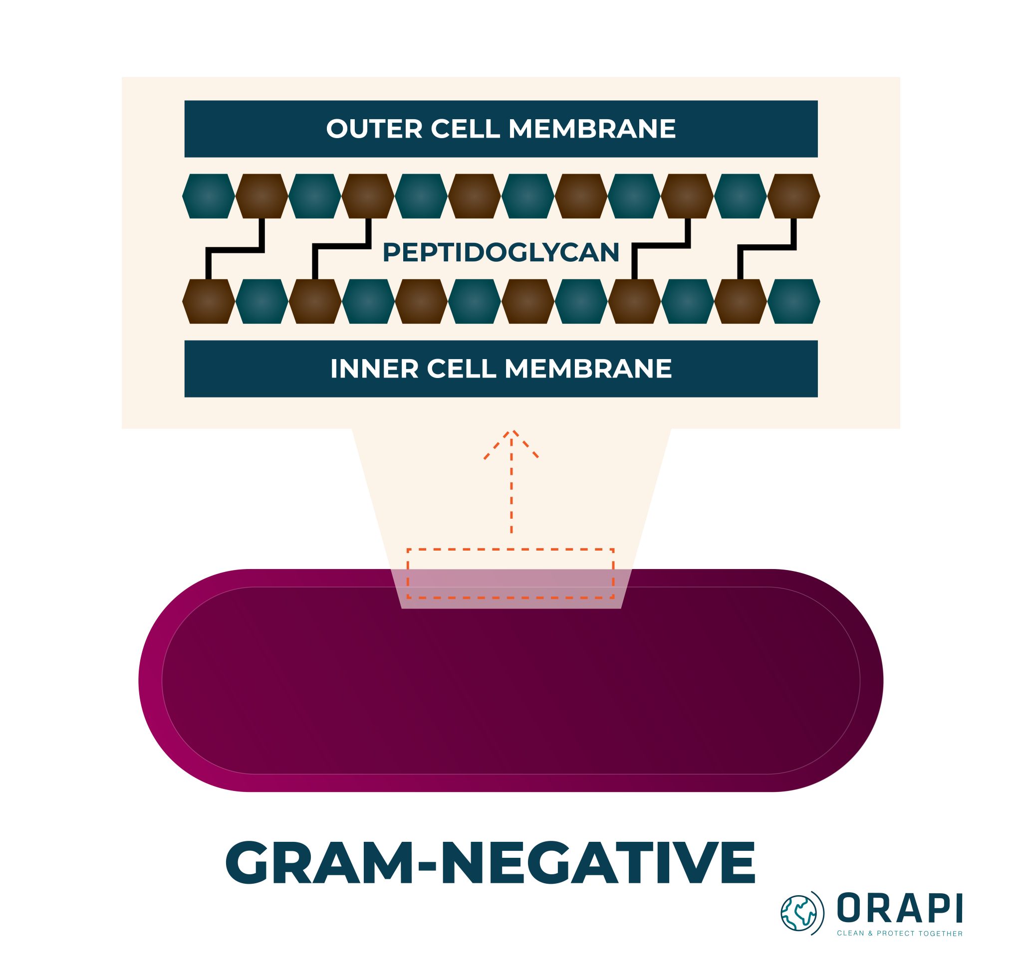 Gram Positive vs Gram Negative Bacteria | ORAPI Asia