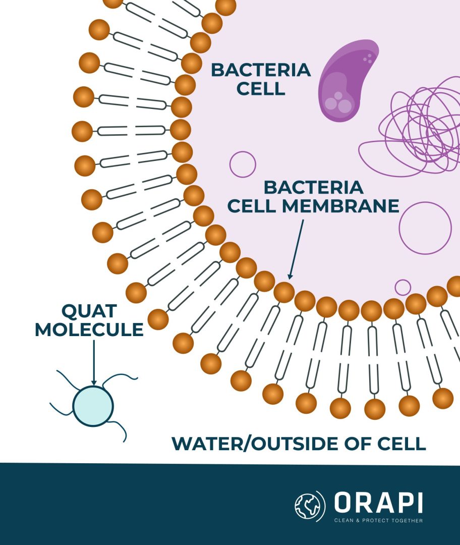 What are Quaternary Ammonium Compounds (QACs)? | ORAPI Asia