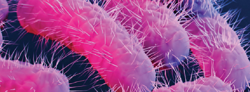 Food Safety: What is Shigellosis? And Why You Should Be Worried About ...